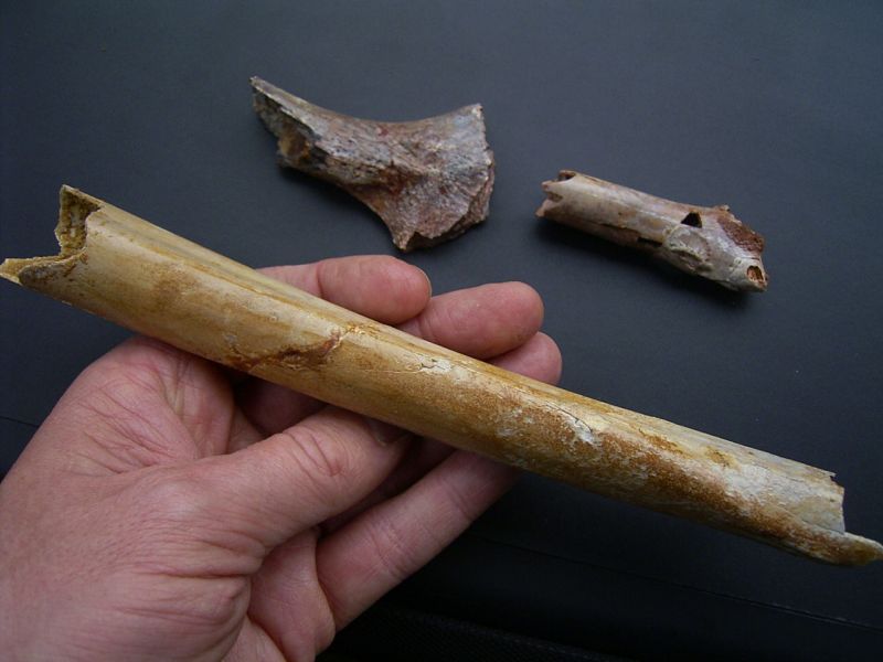 Alanqa saharica Flugsaurier Drei Knochen - Kipping-Fossils