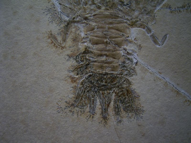 Eryon aus Eichstätt - Kipping-Fossils