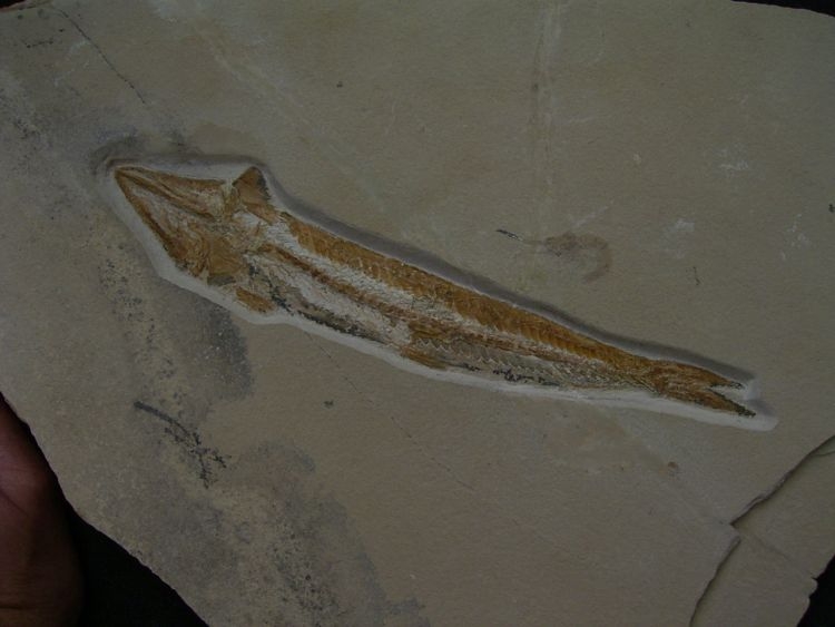 Prinolepis Fisch Fossil - Kipping-Fossils