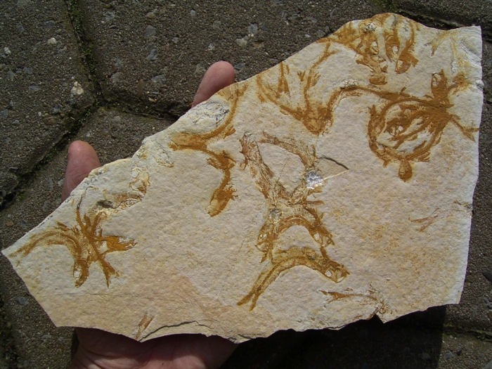 "Fischli-Flinz" aus Solnhofen - Kipping-Fossils