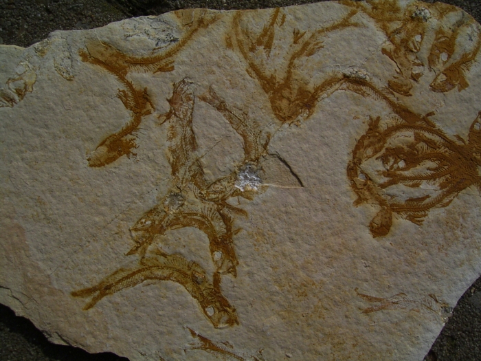 "Fischli-Flinz" aus Solnhofen - Kipping-Fossils