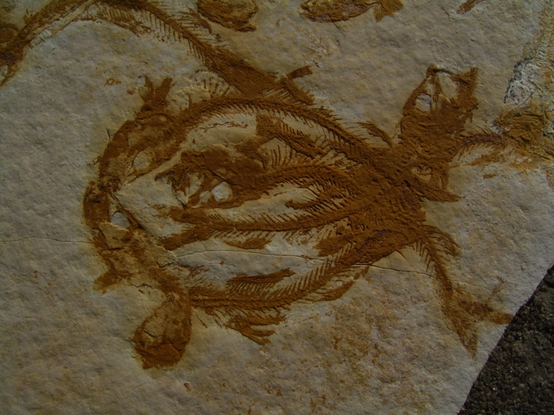 "Fischli-Flinz" aus Solnhofen - Kipping-Fossils