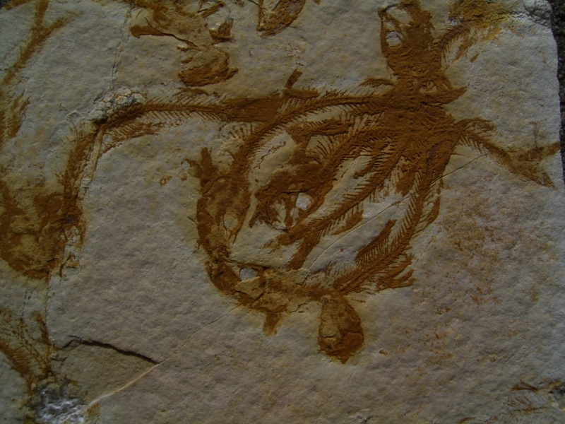 "Fischli-Flinz" aus Solnhofen - Kipping-Fossils