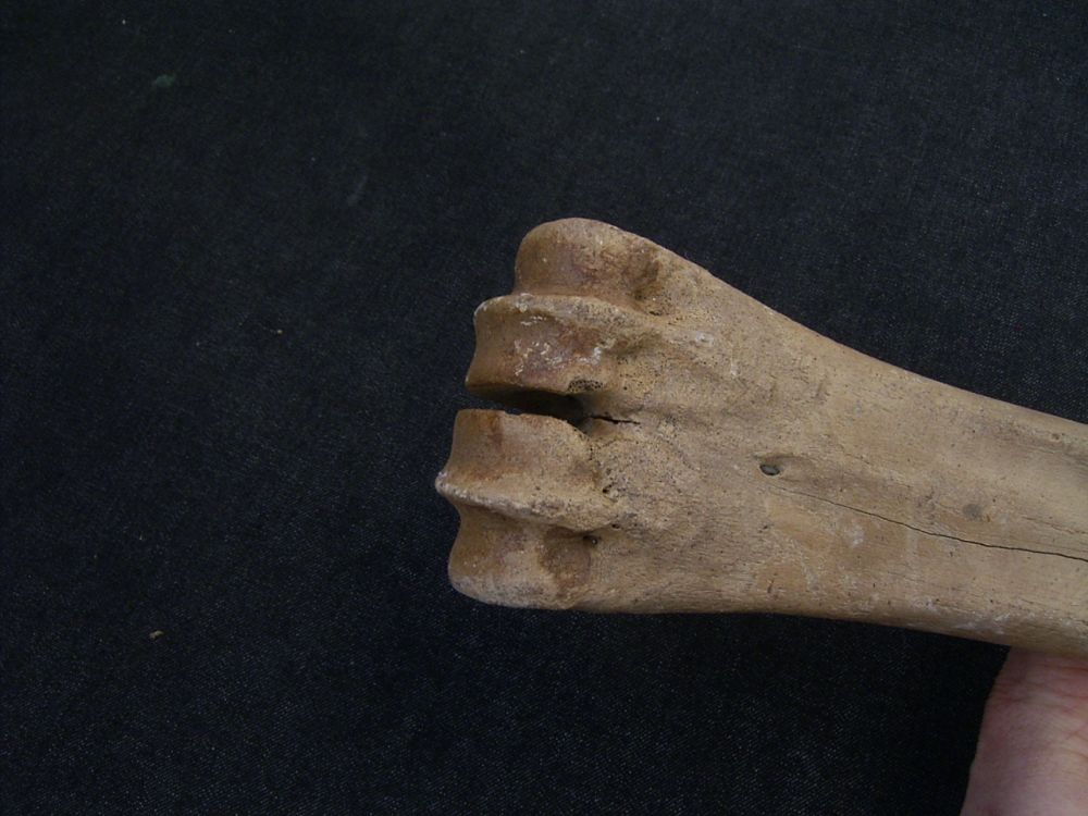 Riesenhirsch Megaloceros Mittelhand-Knochen - Kipping-Fossils