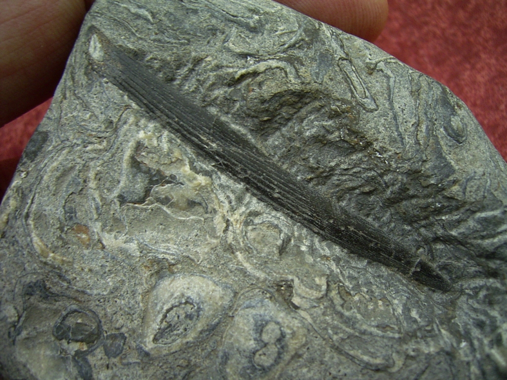 Haistachel Egertonodus basanus - Kipping-Fossils