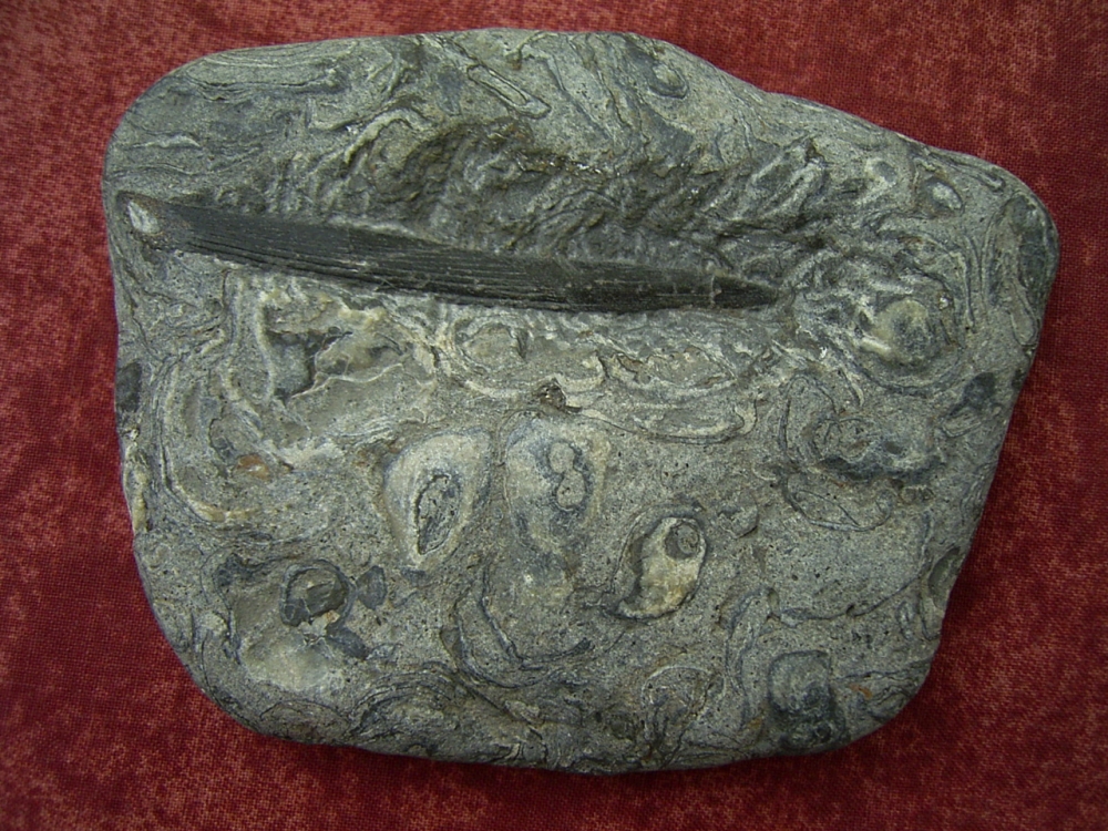 Haistachel Egertonodus basanus - Kipping-Fossils