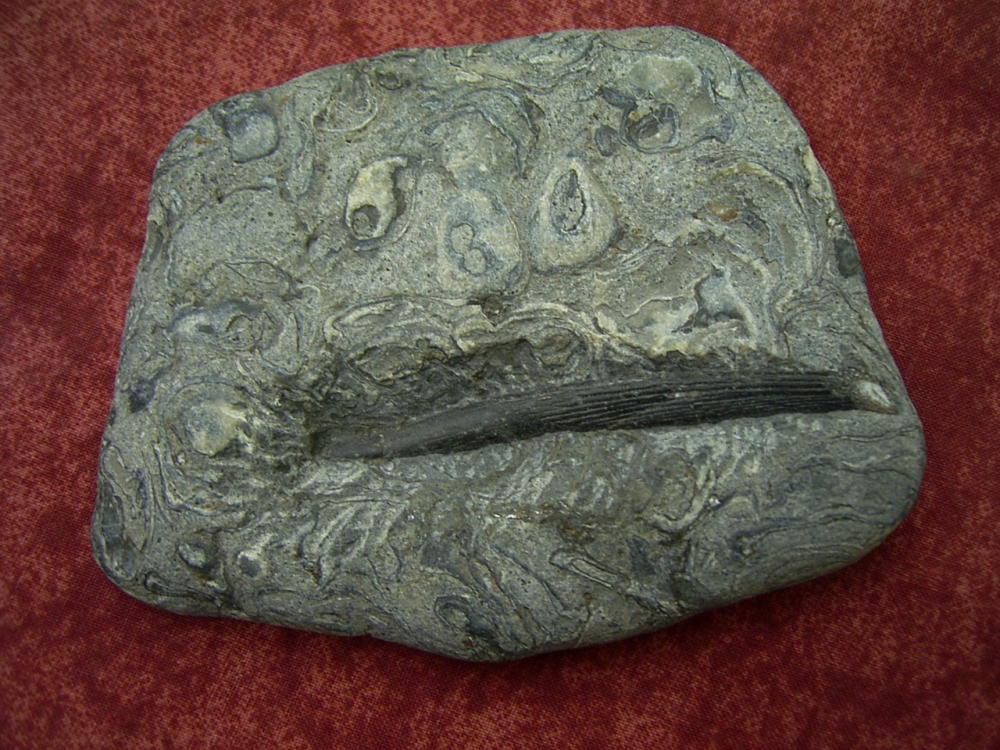 Haistachel Egertonodus basanus - Kipping-Fossils