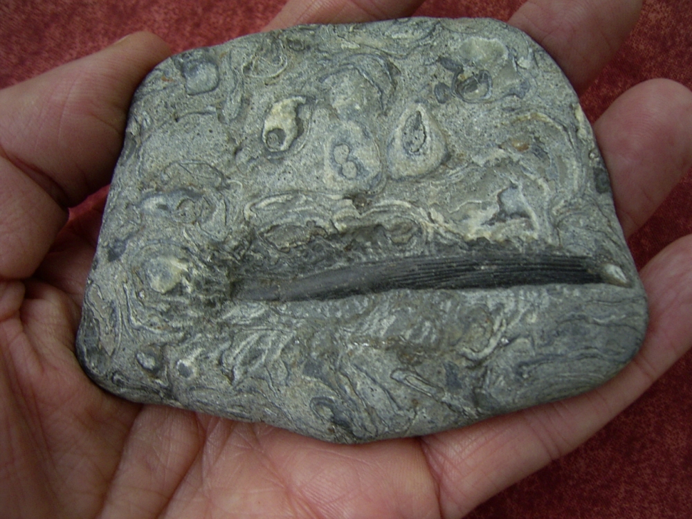 Haistachel Egertonodus basanus - Kipping-Fossils