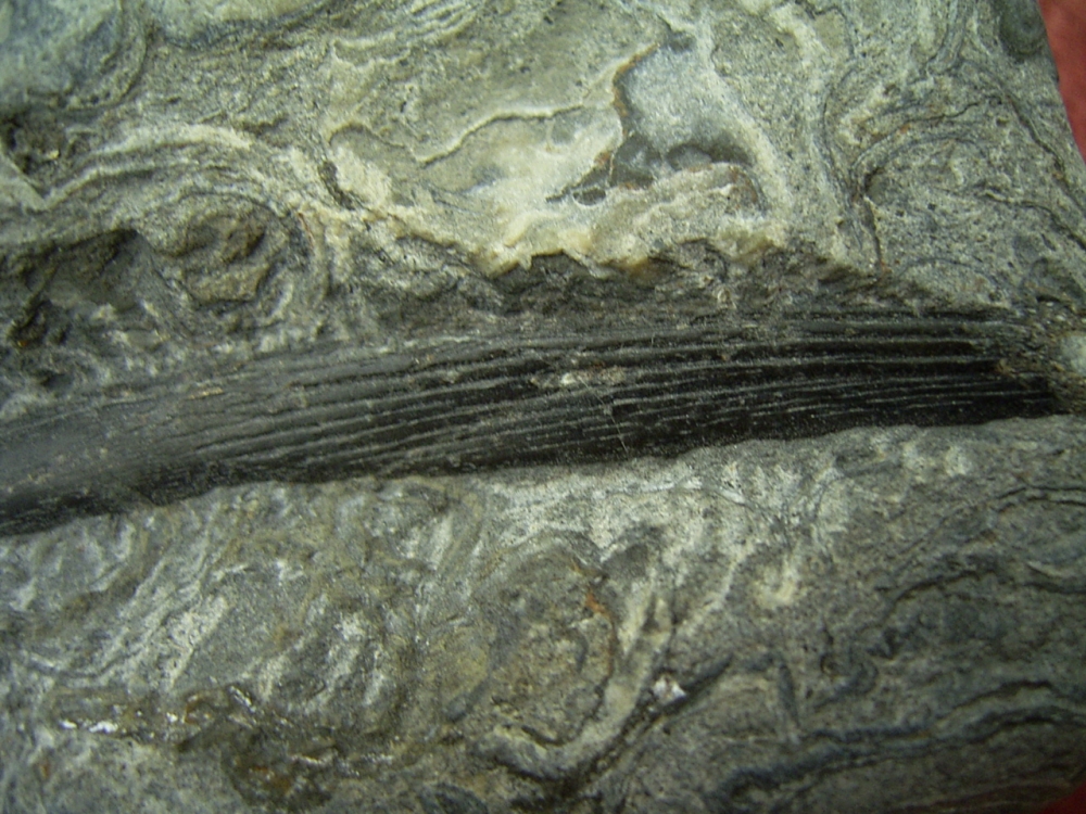 Haistachel Egertonodus basanus - Kipping-Fossils