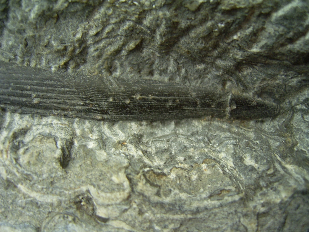 Haistachel Egertonodus basanus - Kipping-Fossils