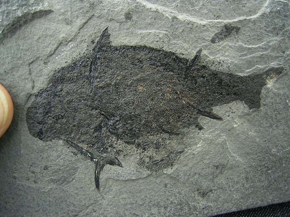 Stachelhai - Diplacanthus - Kipping-Fossils