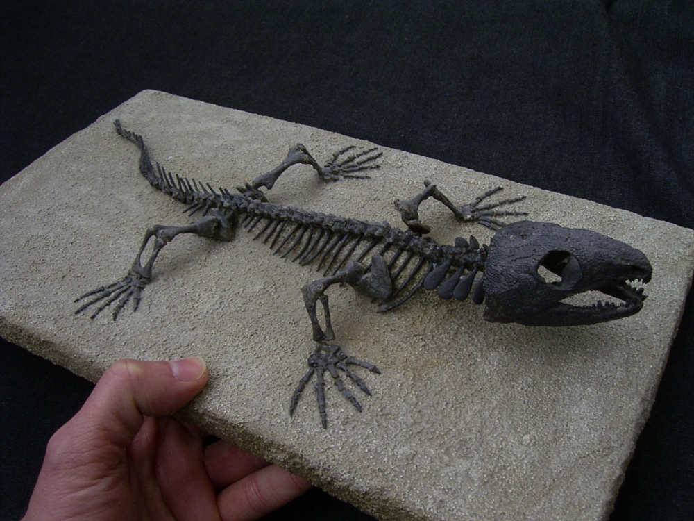 Captorhinus Skelett - Kipping-Fossils