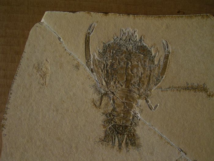 Eryon aus Eichstaett - Kipping-Fossils