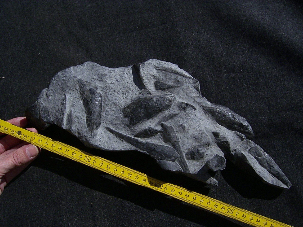 Panzerfische Rhinopteraspis dunensis - Kipping-Fossils