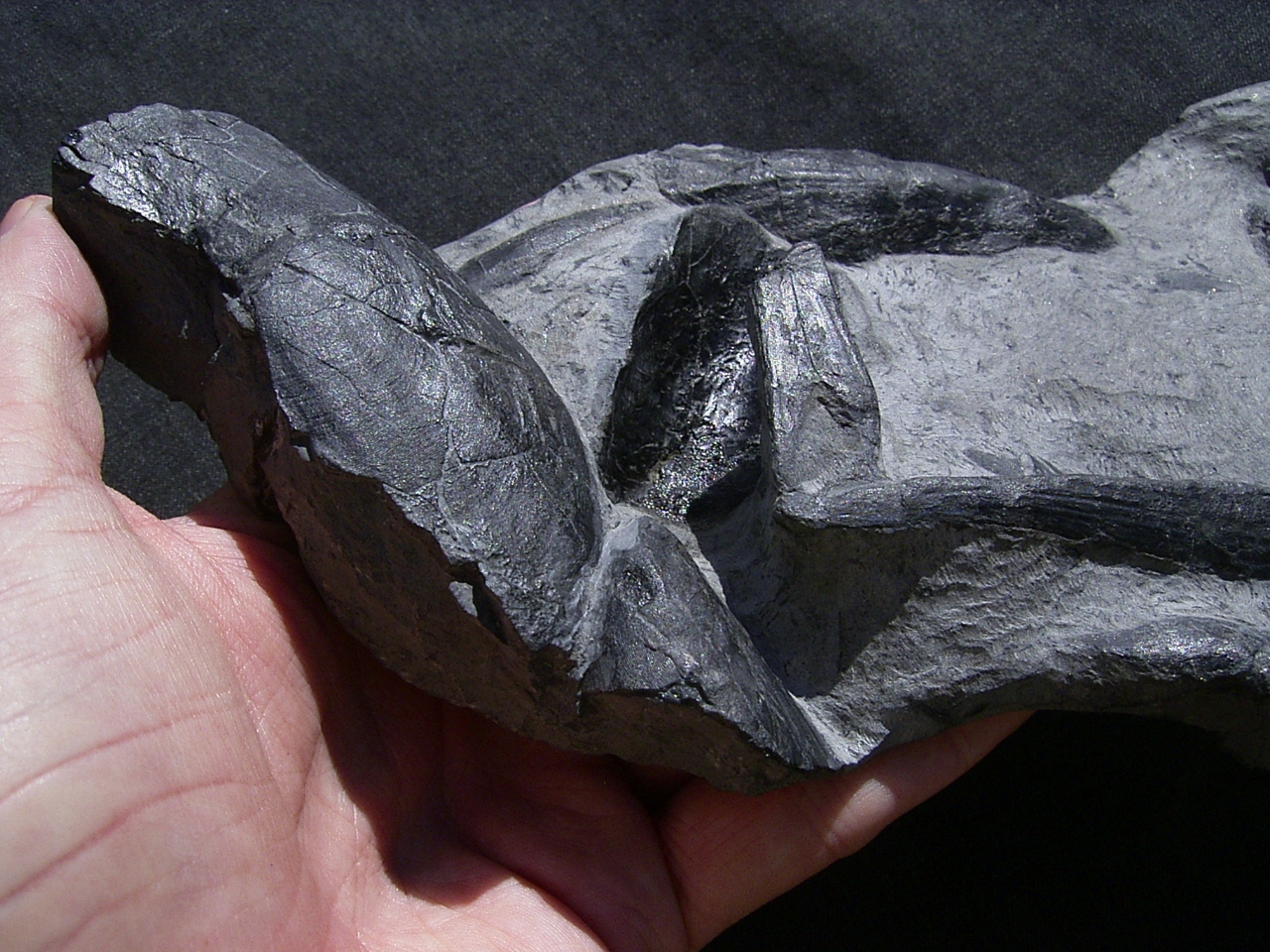 Panzerfische Rhinopteraspis dunensis - Kipping-Fossils