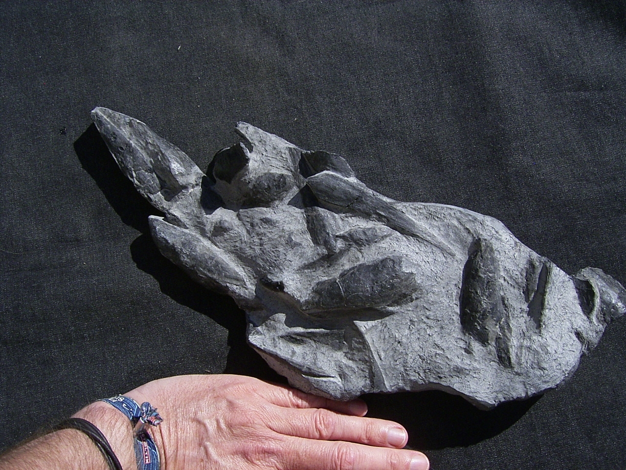 Panzerfische Rhinopteraspis dunensis - Kipping-Fossils