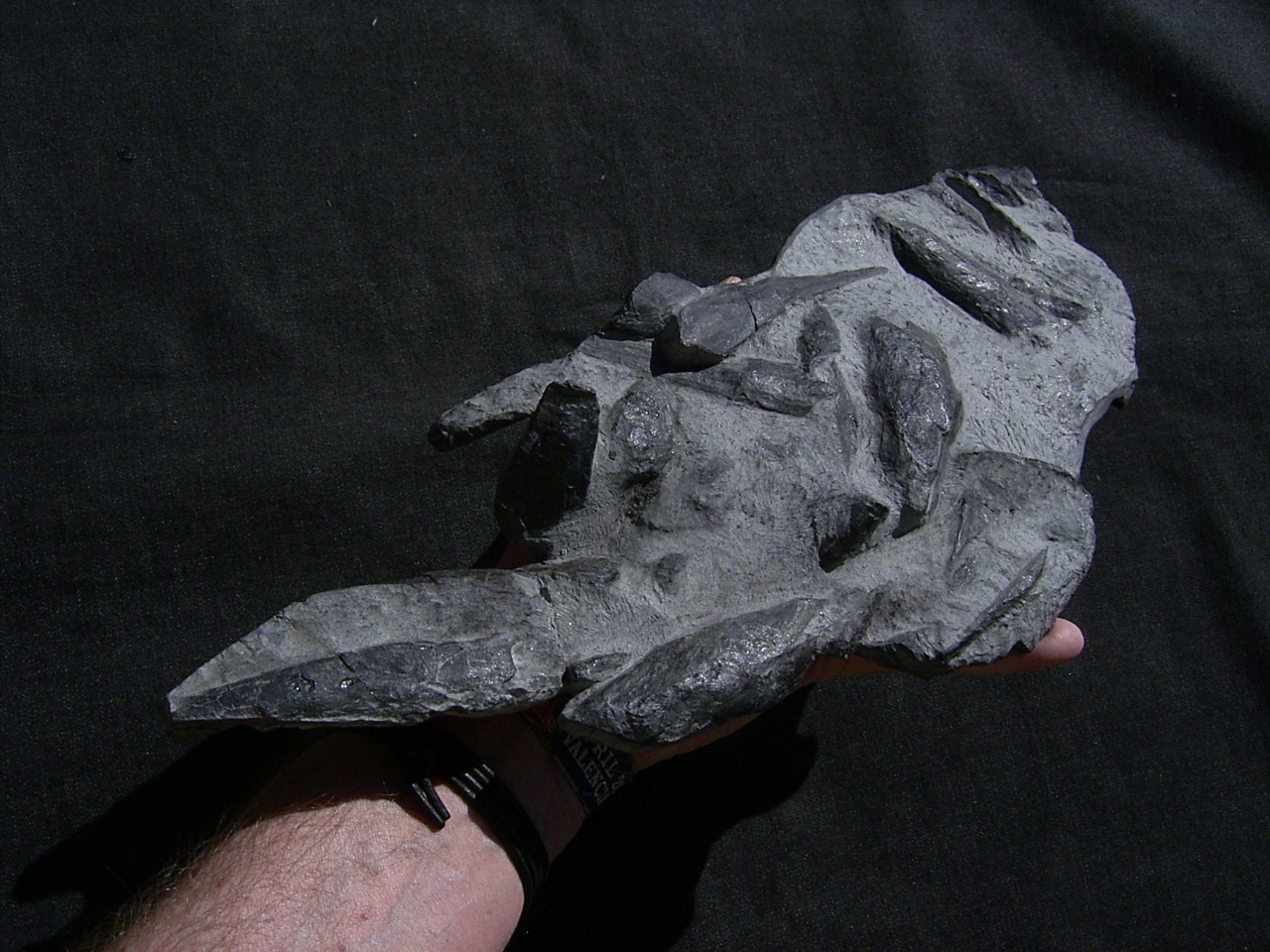 Panzerfische Rhinopteraspis dunensis - Kipping-Fossils