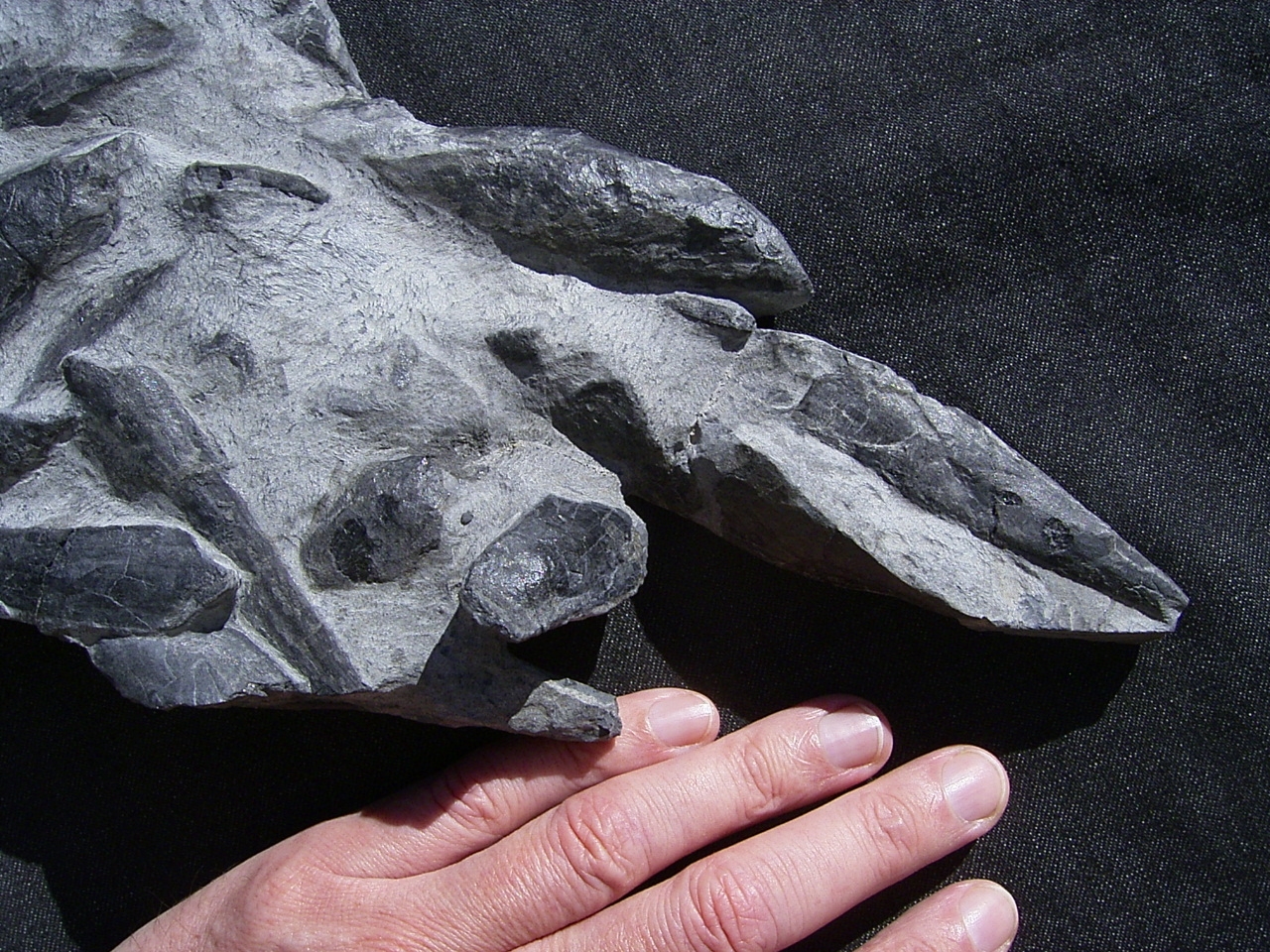 Panzerfische Rhinopteraspis dunensis - Kipping-Fossils