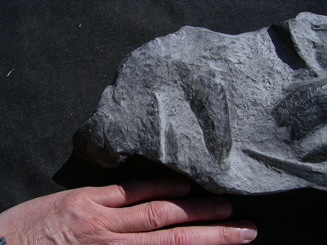 Panzerfische Rhinopteraspis dunensis - Kipping-Fossils