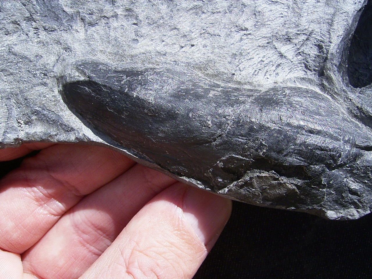 Panzerfische Rhinopteraspis dunensis - Kipping-Fossils