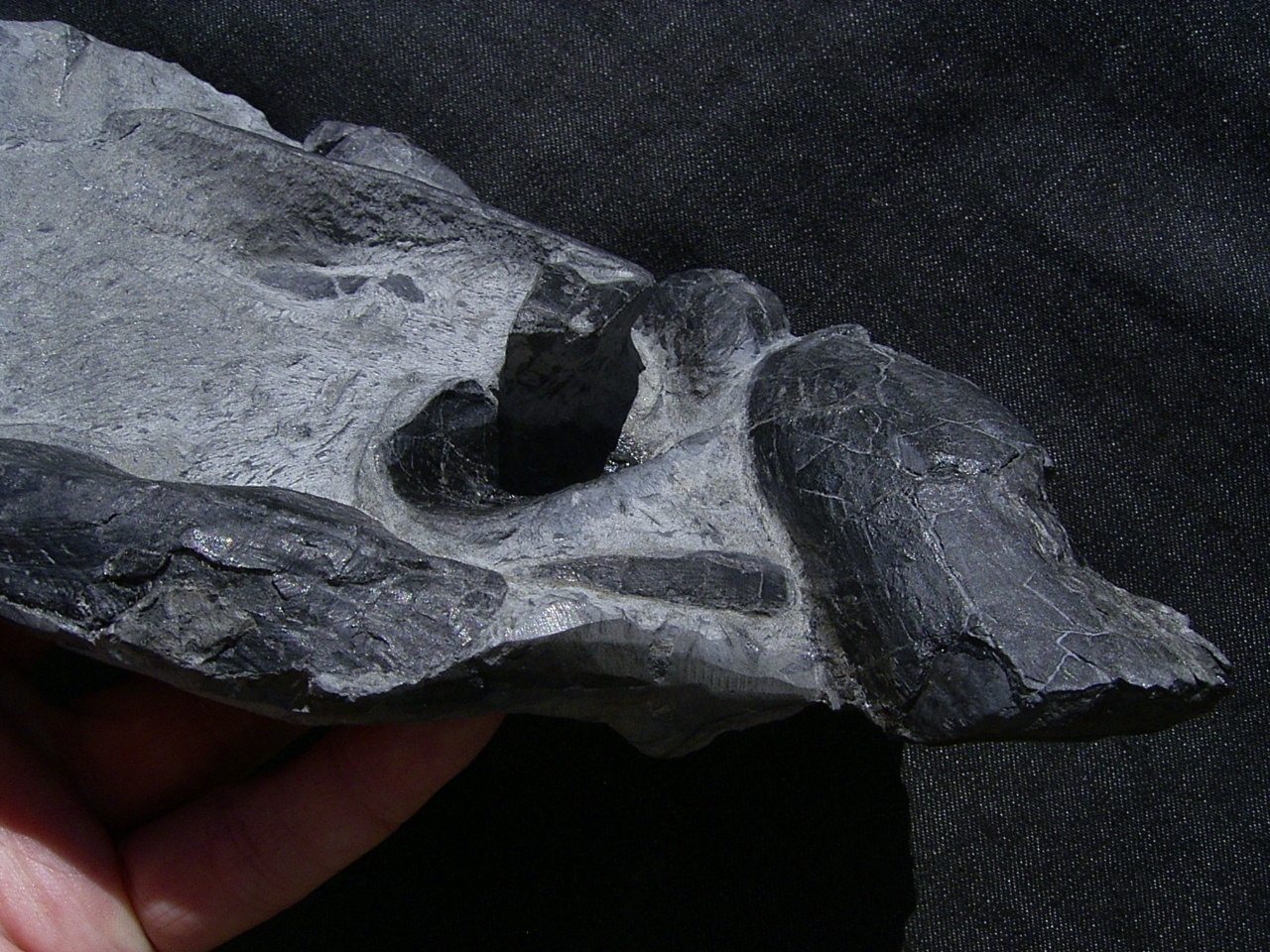 Panzerfische Rhinopteraspis dunensis - Kipping-Fossils