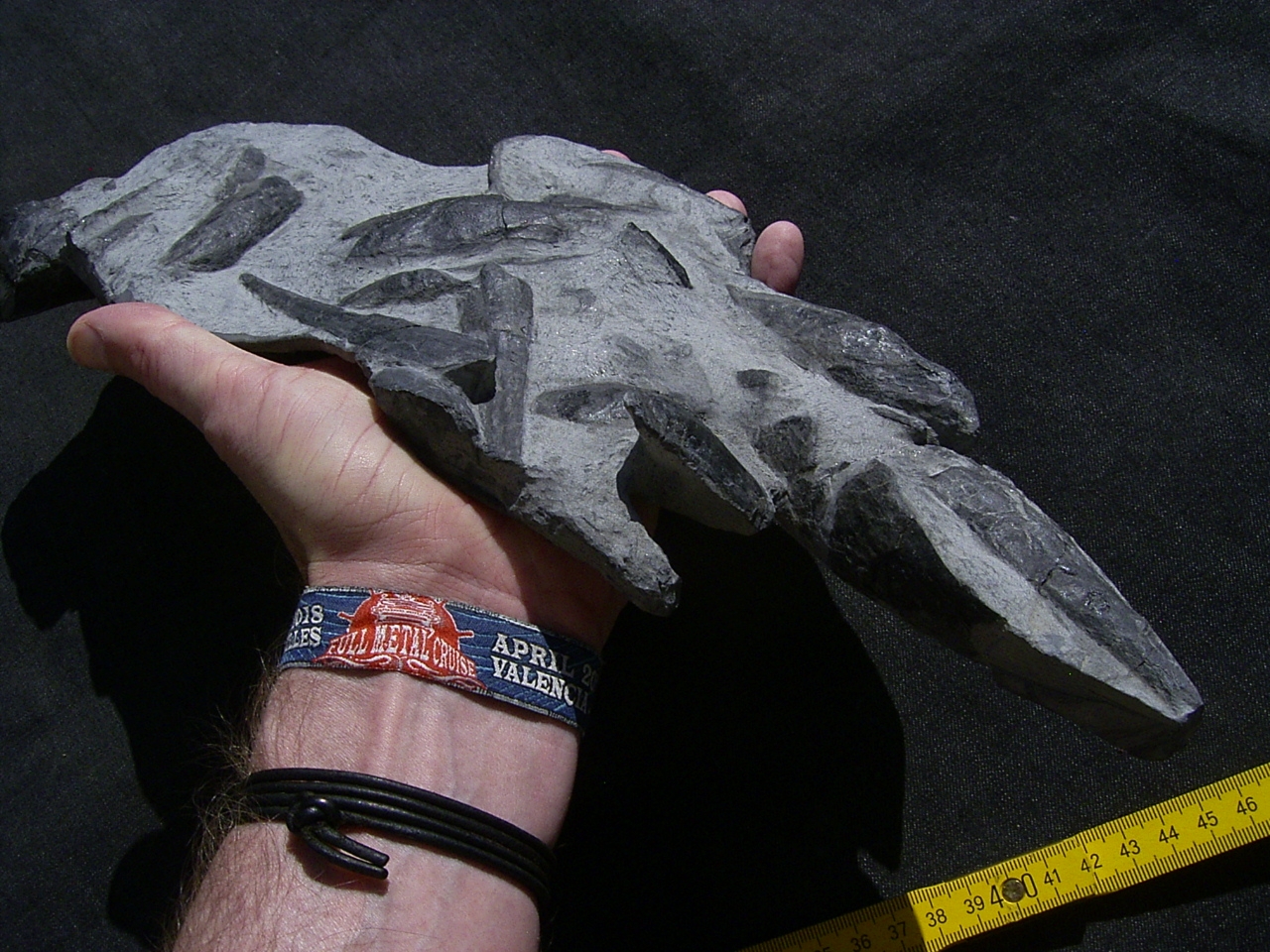 Panzerfische Rhinopteraspis dunensis - Kipping-Fossils