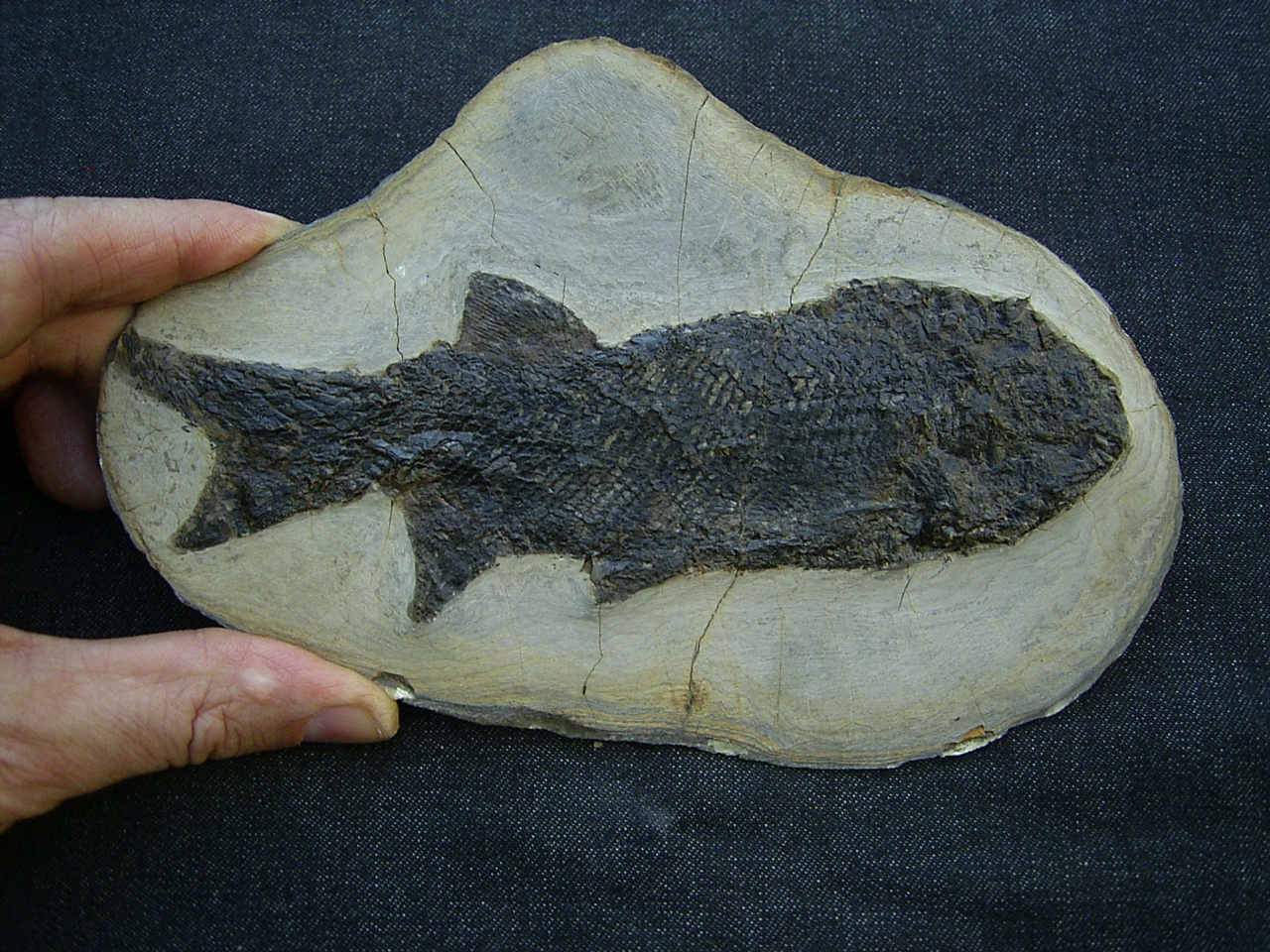 Paramblypterus # 3 - Kipping-Fossils