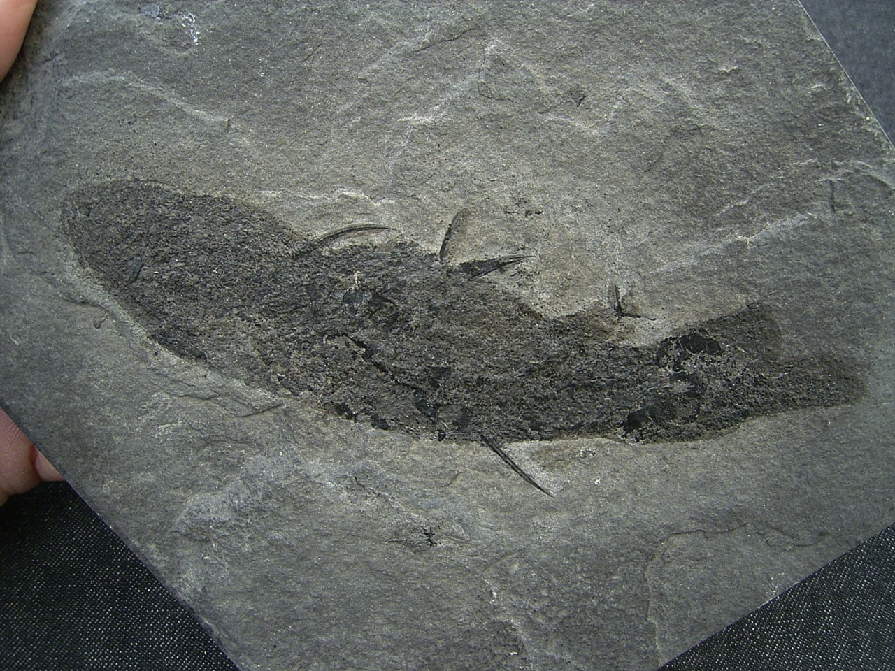 Diplacanthus, Stachel-Hai - Kipping-Fossils