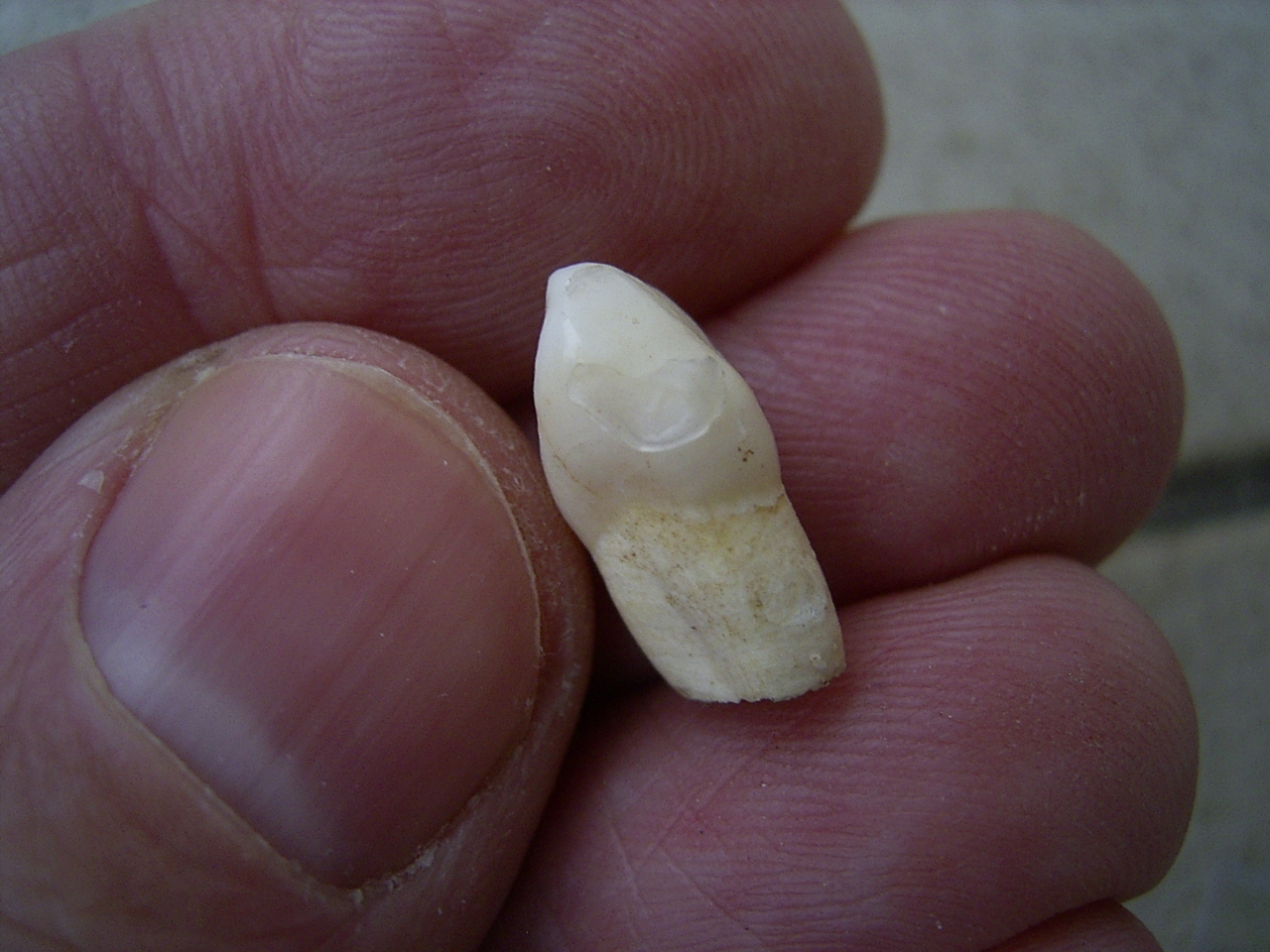 Höhlenbär juveniler Schneidezahn - Kipping-Fossils