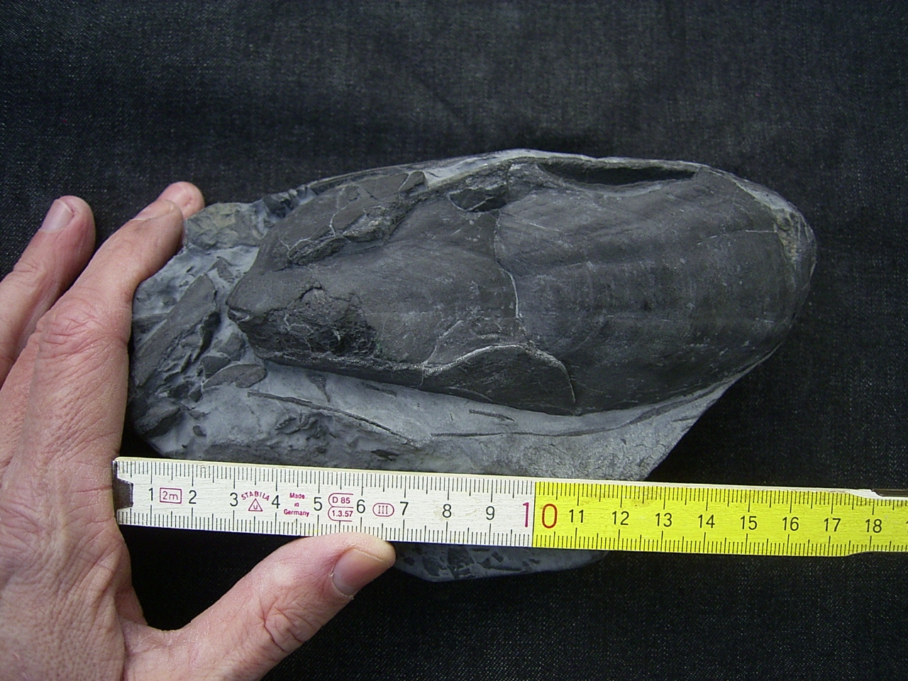 Pteraspis - Panzerfisch aus dem Devon - Kipping-Fossils