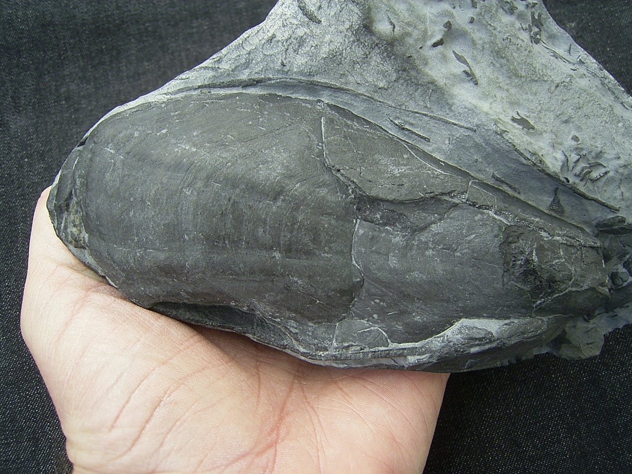 Pteraspis - Panzerfisch aus dem Devon - Kipping-Fossils