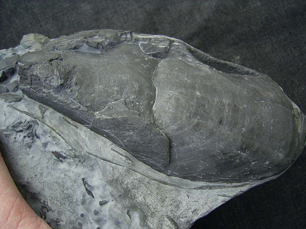 Pteraspis - Panzerfisch aus dem Devon - Kipping-Fossils