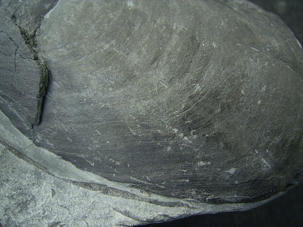 Pteraspis - Panzerfisch aus dem Devon - Kipping-Fossils