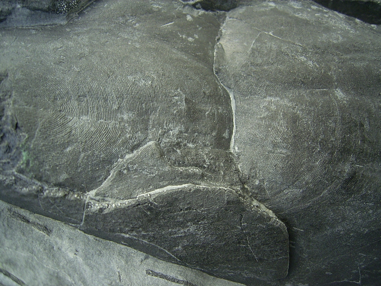 Pteraspis - Panzerfisch aus dem Devon - Kipping-Fossils