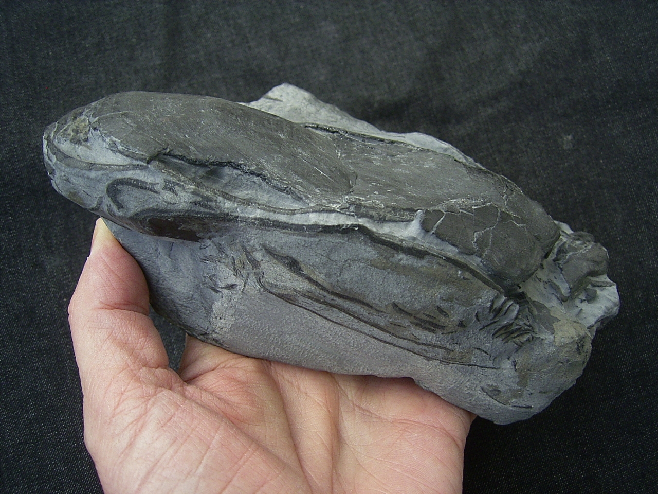 Pteraspis - Panzerfisch aus dem Devon - Kipping-Fossils