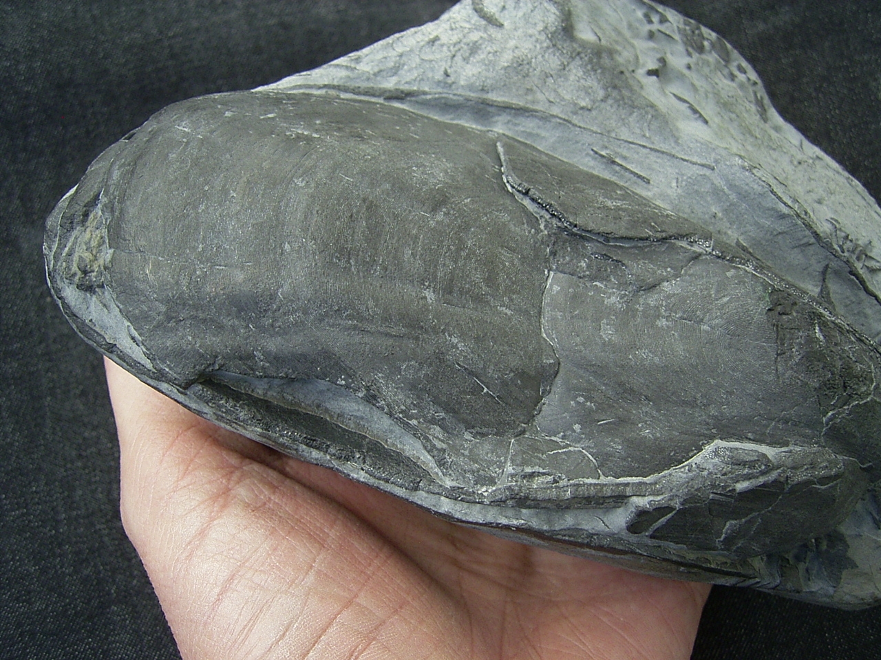 Pteraspis - Panzerfisch aus dem Devon - Kipping-Fossils