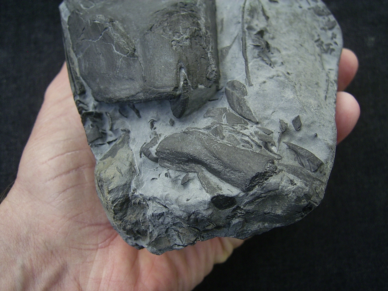 Pteraspis - Panzerfisch aus dem Devon - Kipping-Fossils