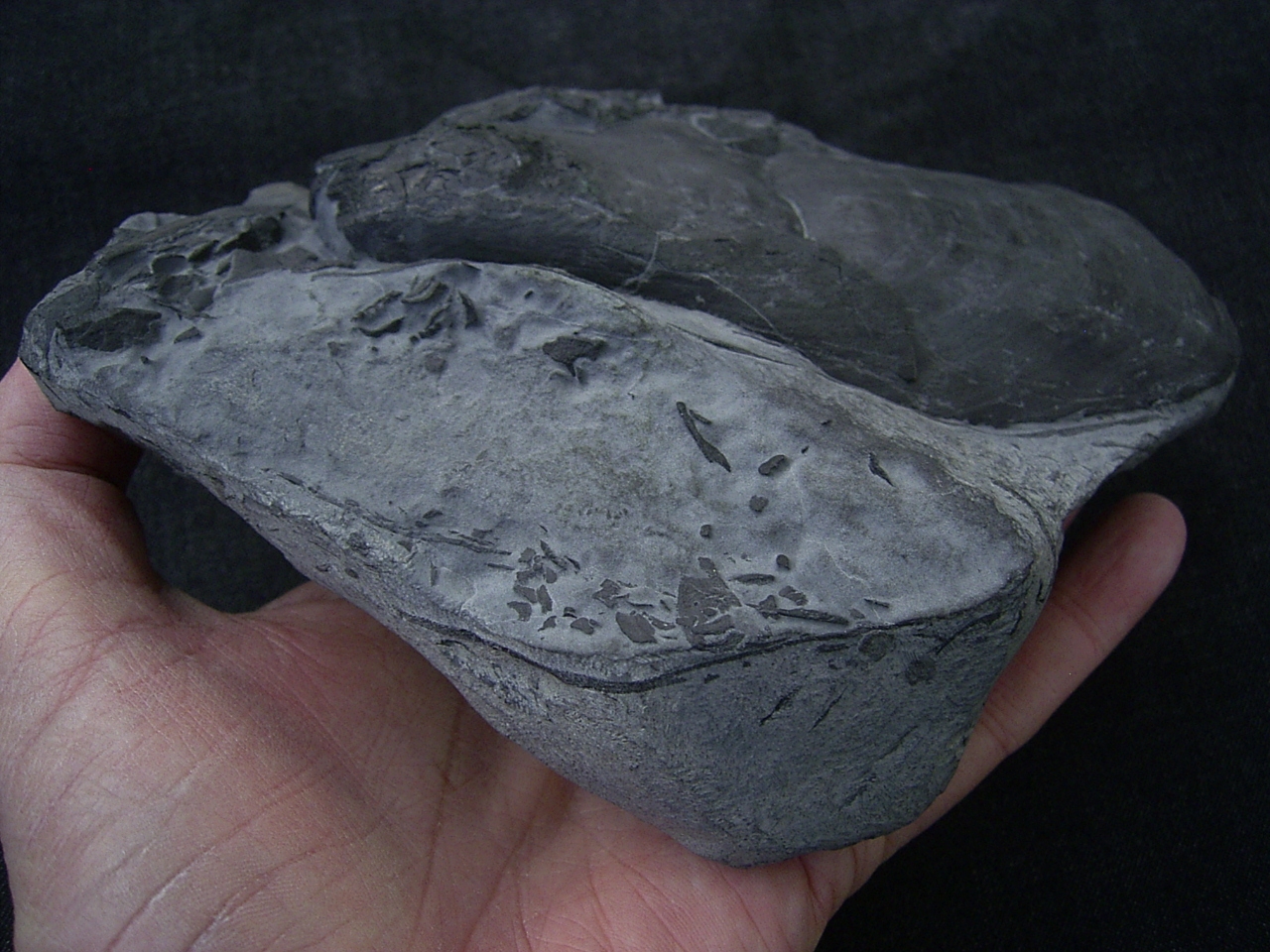 Pteraspis - Panzerfisch aus dem Devon - Kipping-Fossils