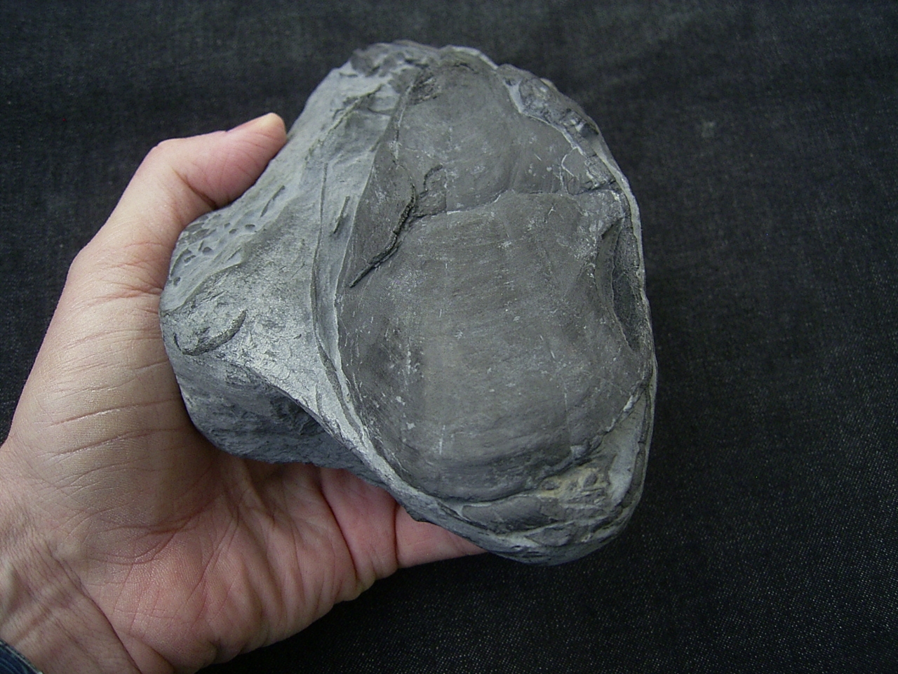 Pteraspis - Panzerfisch aus dem Devon - Kipping-Fossils