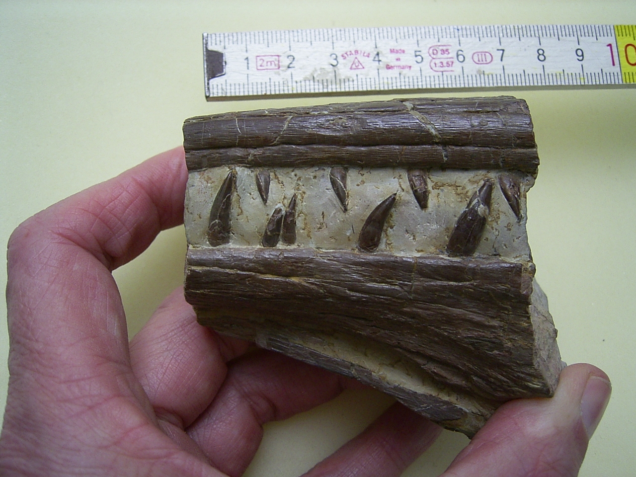 Phytosaurus Schädelteil und Unterkieferstück - Kipping-Fossils