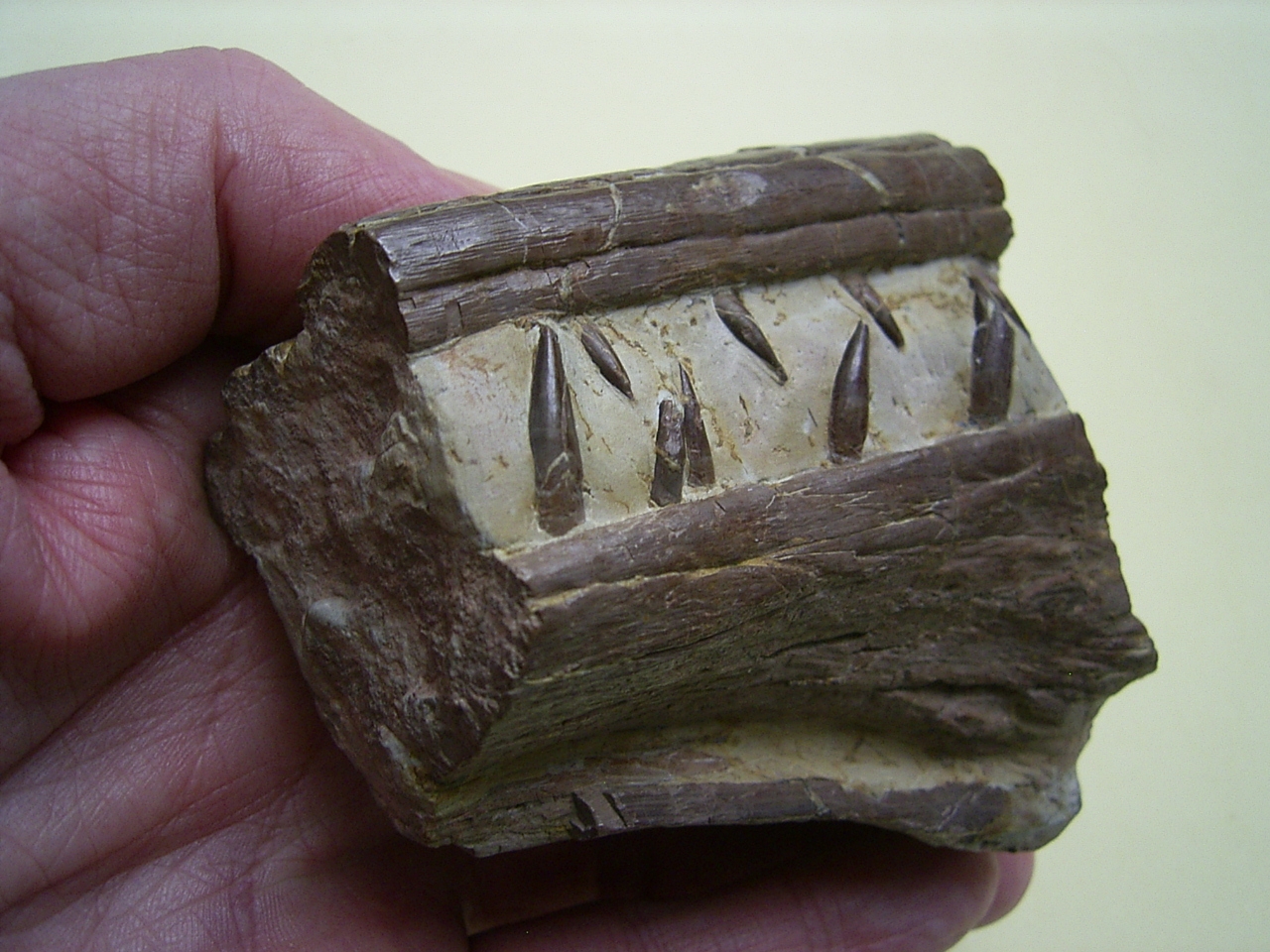 Phytosaur skull and lower jaw - Kipping-Fossils