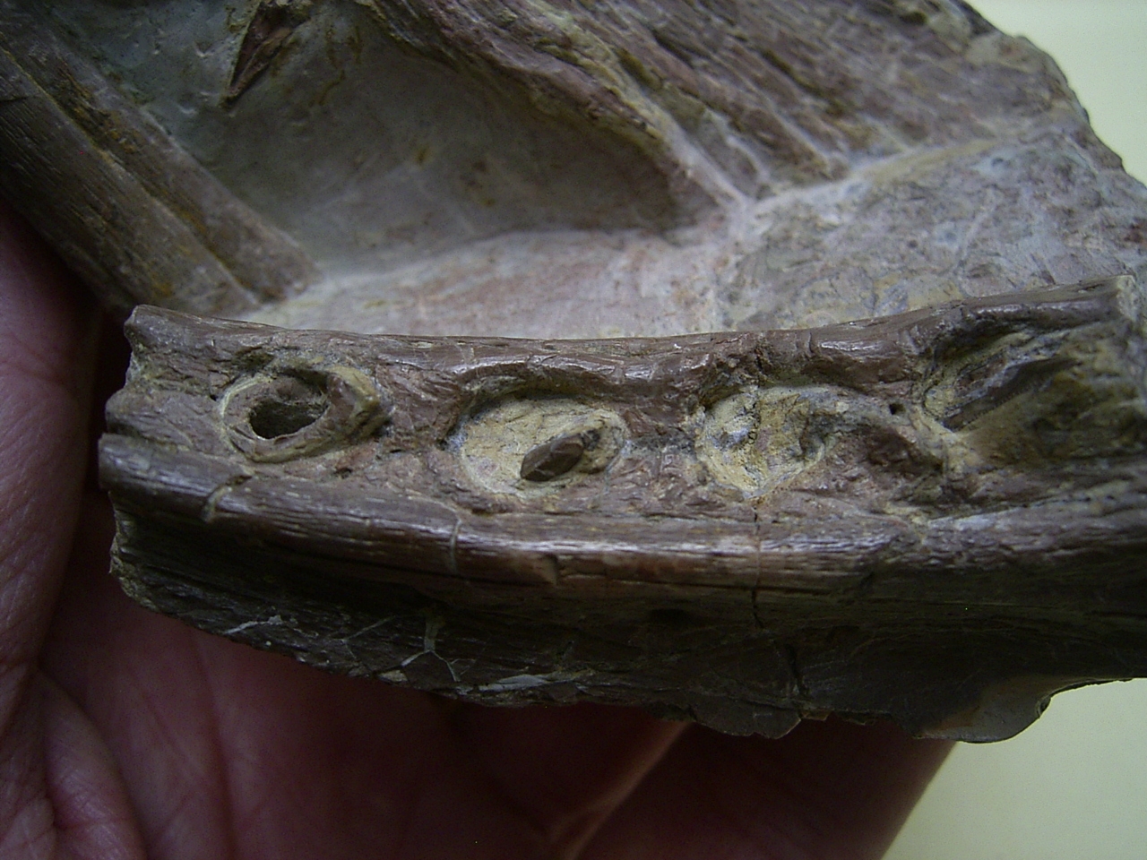 Phytosaurus Schädelteil und Unterkieferstück - Kipping-Fossils