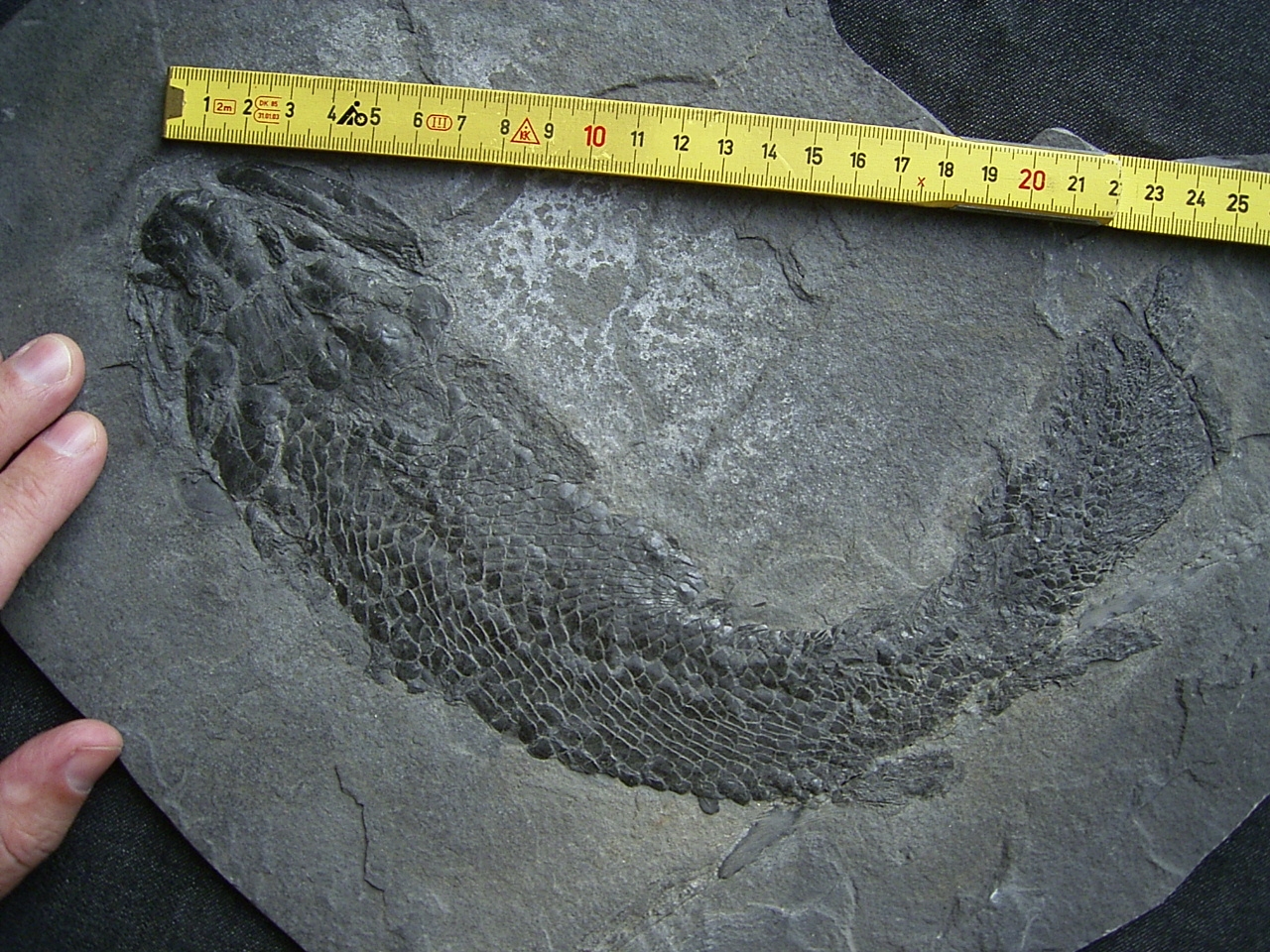 Gyroptychius - Quastenflosser aus dem Devon - Kipping-Fossils