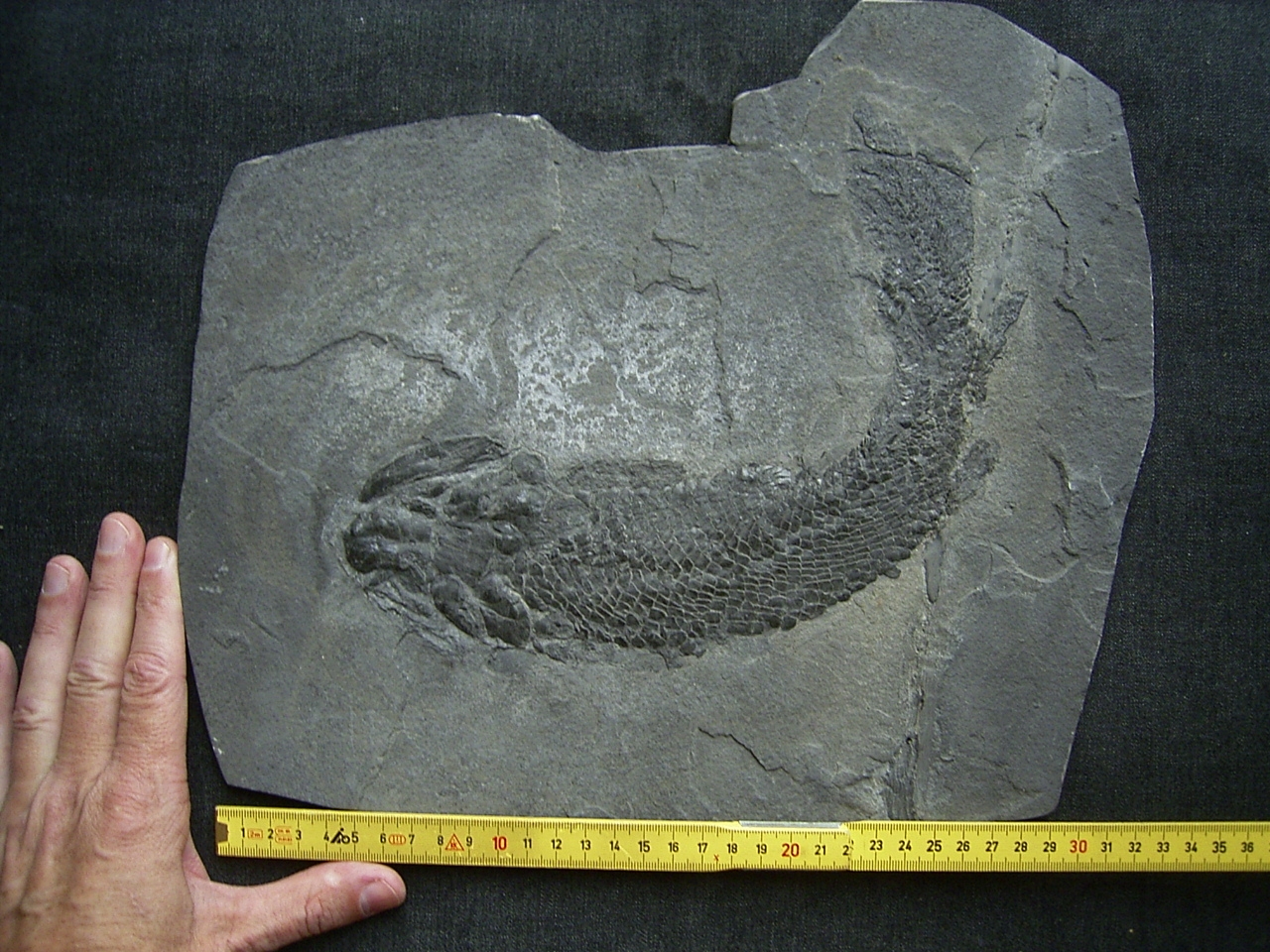 Gyroptychius - Quastenflosser aus dem Devon - Kipping-Fossils