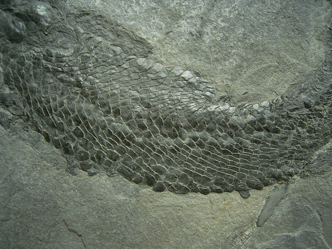 Gyroptychius - Quastenflosser aus dem Devon - Kipping-Fossils