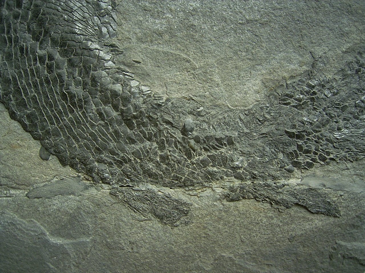 Gyroptychius - Quastenflosser aus dem Devon - Kipping-Fossils