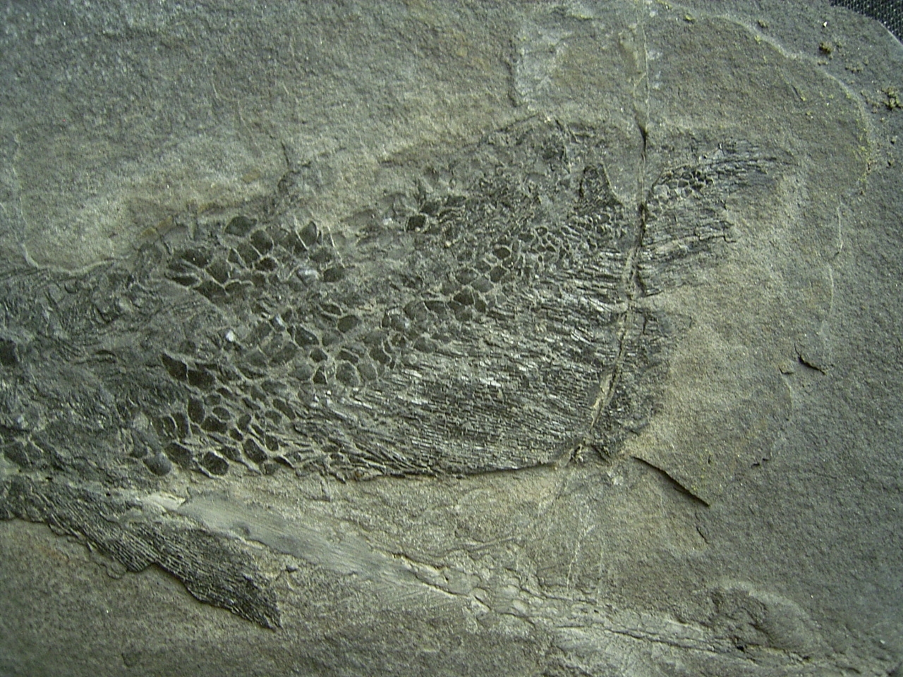 Gyroptychius - Quastenflosser aus dem Devon - Kipping-Fossils