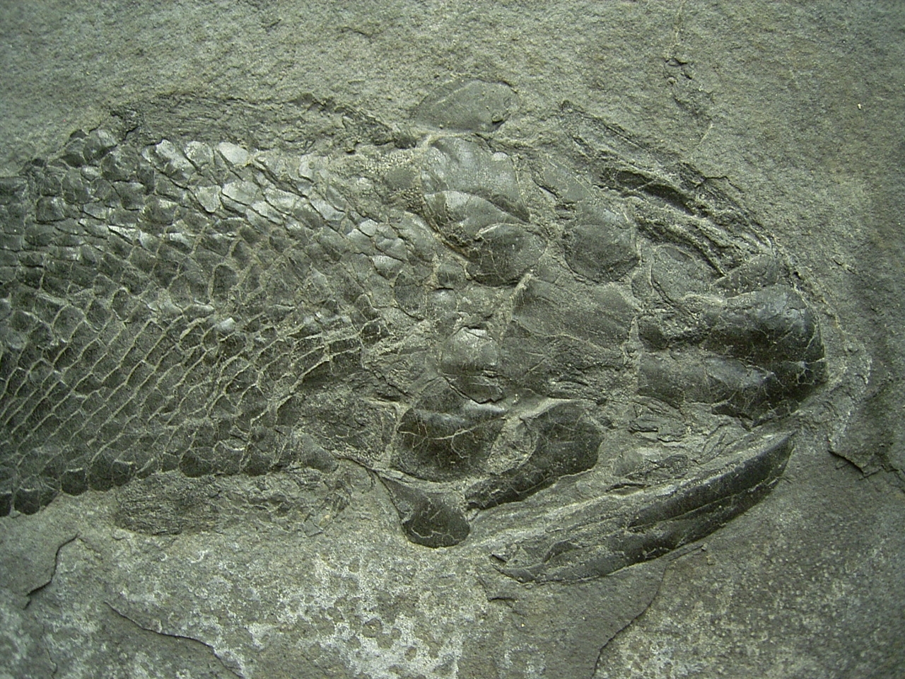 Gyroptychius - Quastenflosser aus dem Devon - Kipping-Fossils