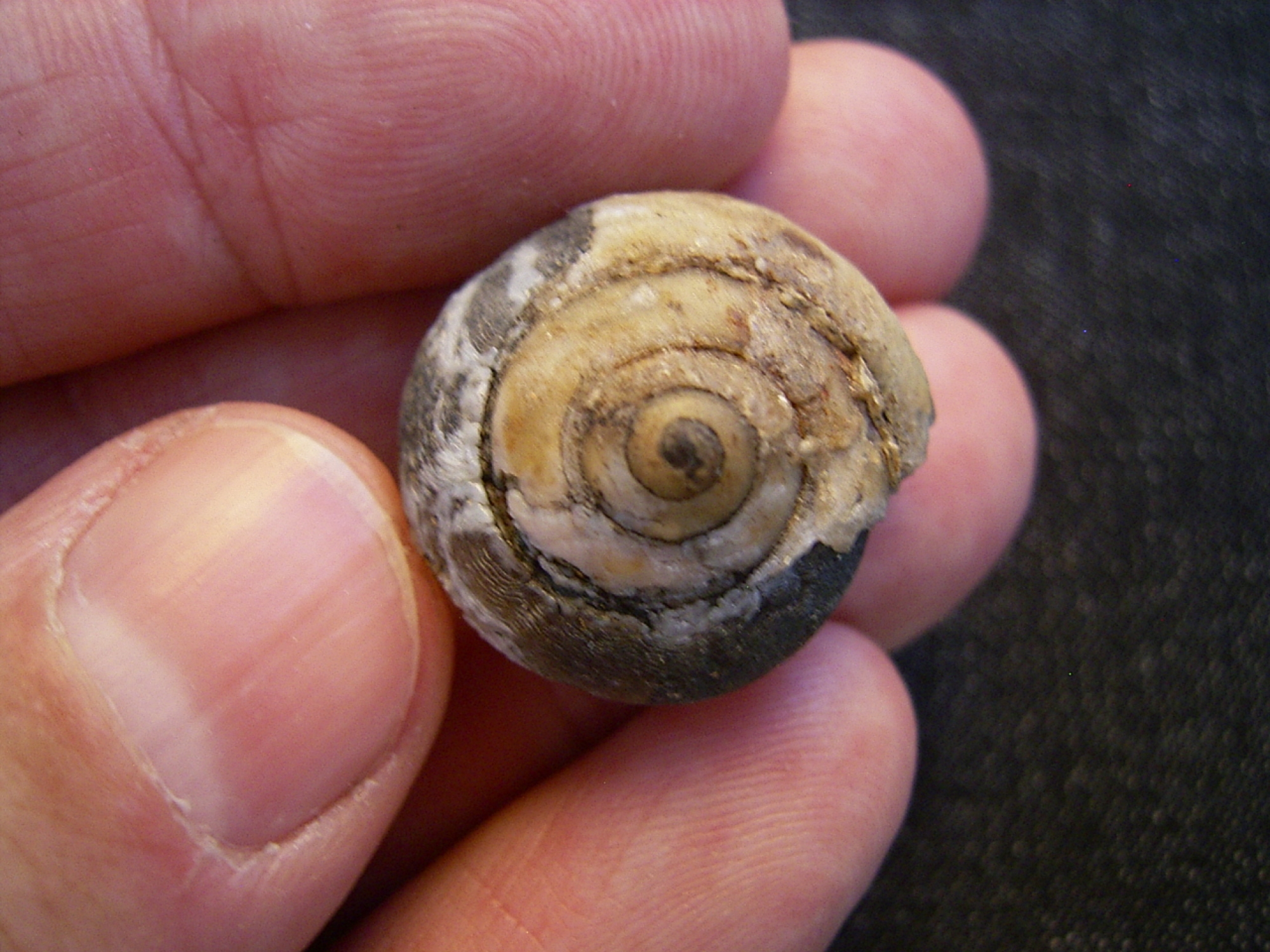 Opalized snail, Helix ramondi - Kipping-Fossils
