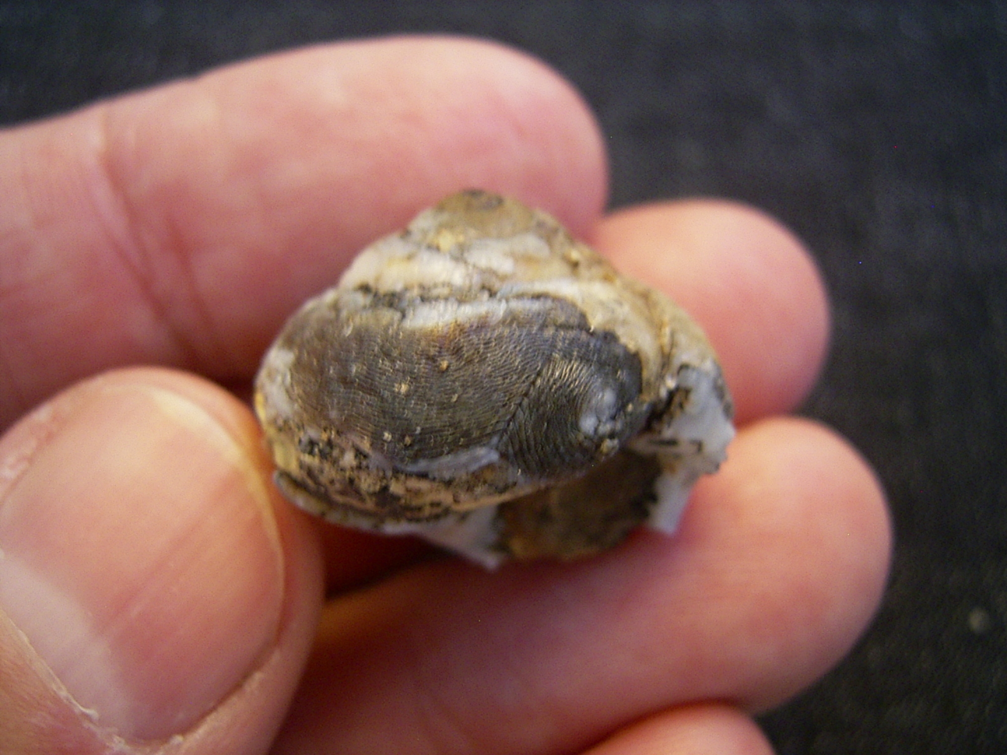 Opalized snail, Helix ramondi - Kipping-Fossils